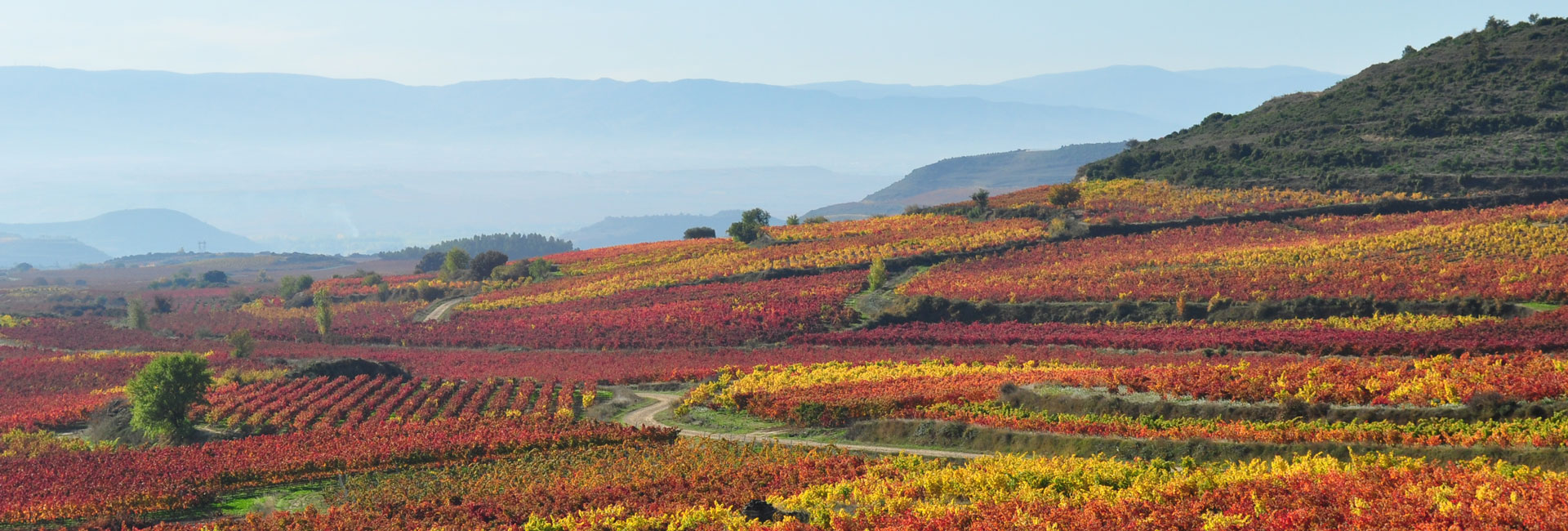 D.O.Ca. Rioja - Tienda de vinos HGA Bodegas